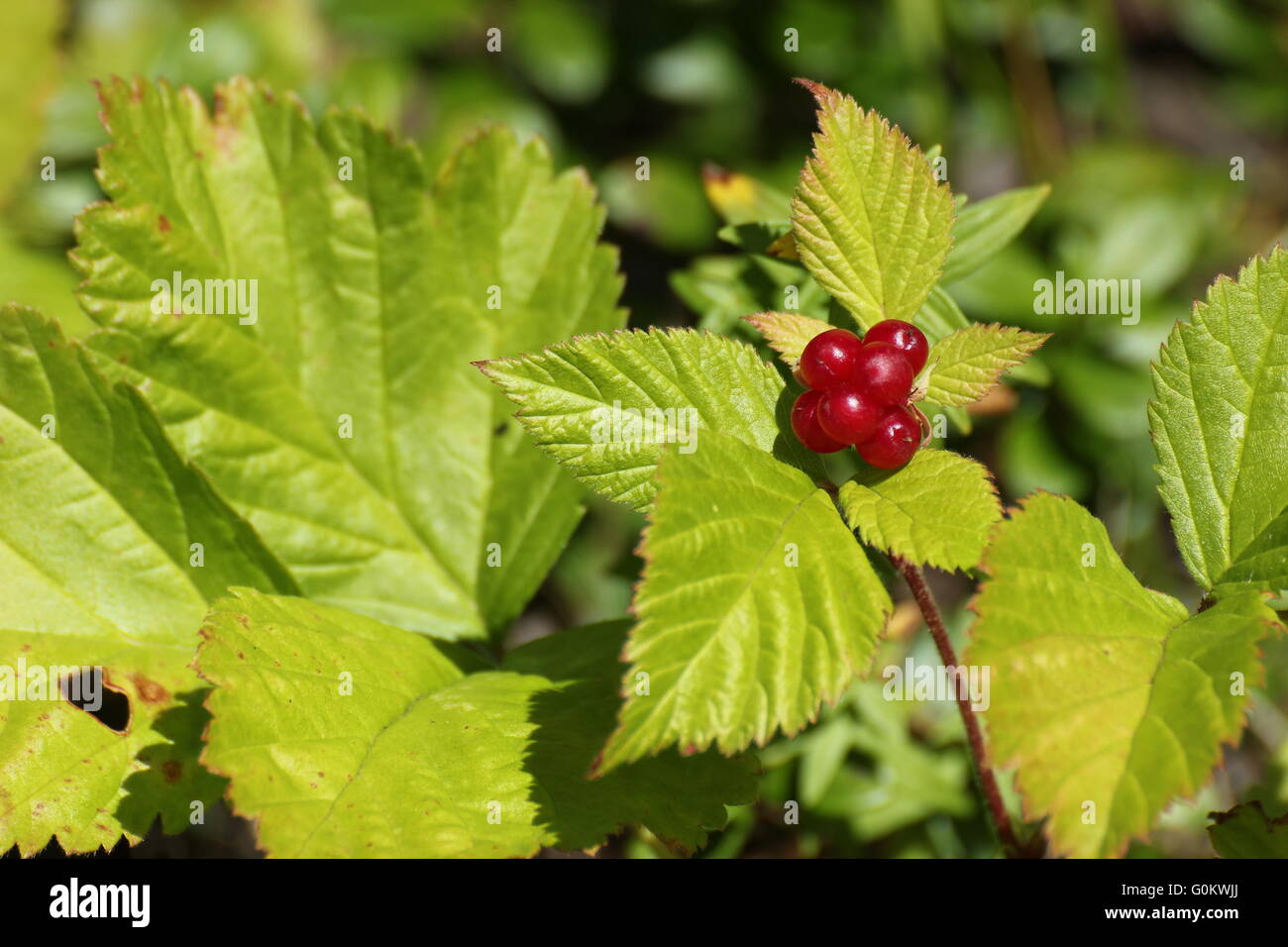 Stone bramble (Rubus saxatilis) growing in the wild Stock Photo - Alamy