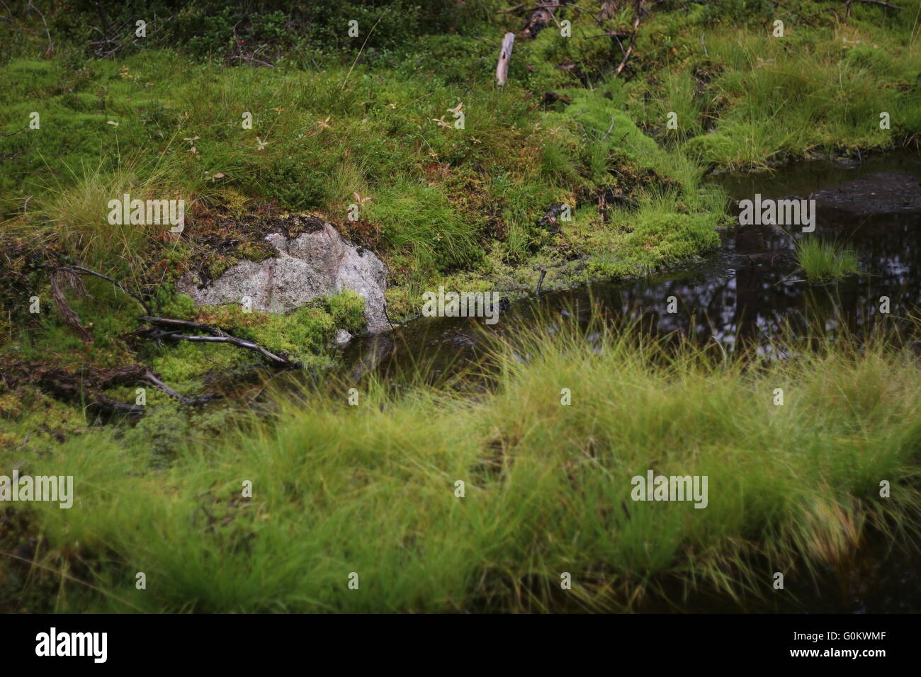 Dead plants in a Swedish bog in Värmland Stock Photo - Alamy