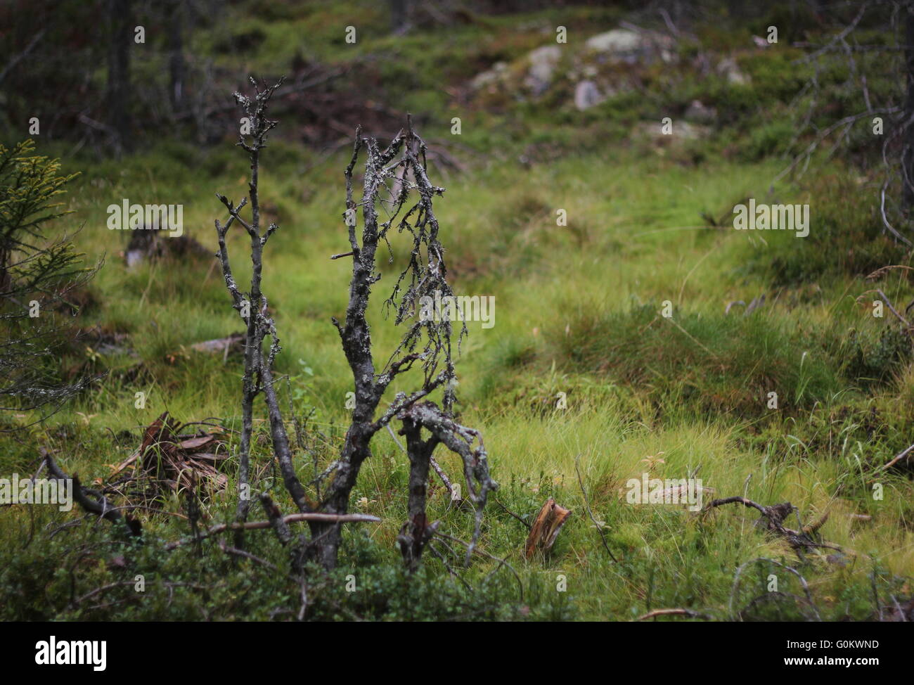 Dead plants in a Swedish bog in Värmland Stock Photo - Alamy
