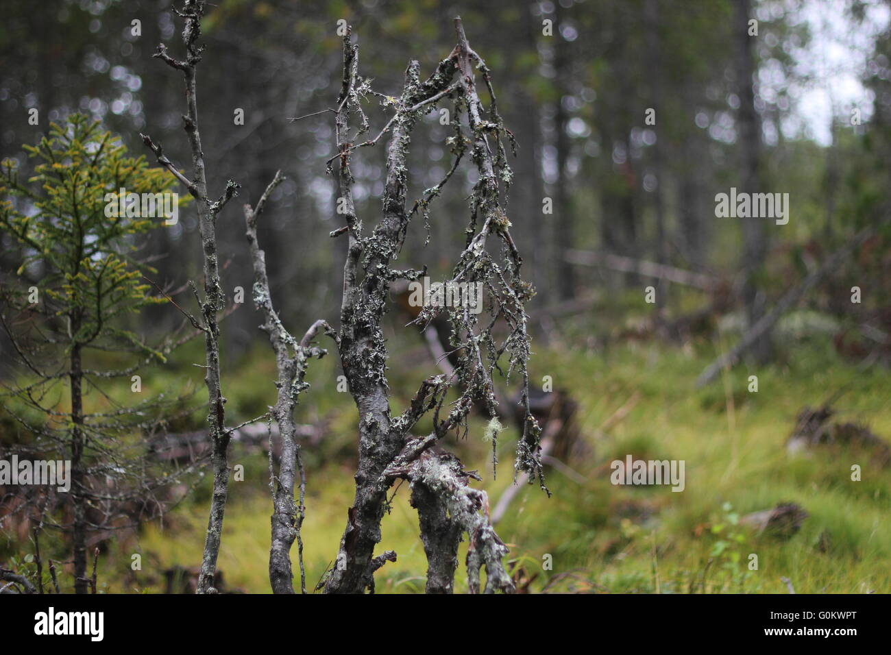 Dead plants hi-res stock photography and images - Alamy