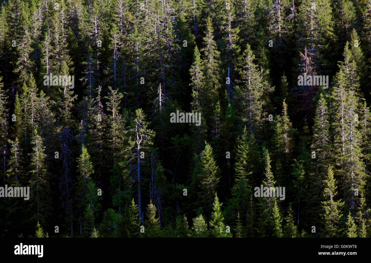 Background of a mountain forest, the light reveals only the canopies of ...