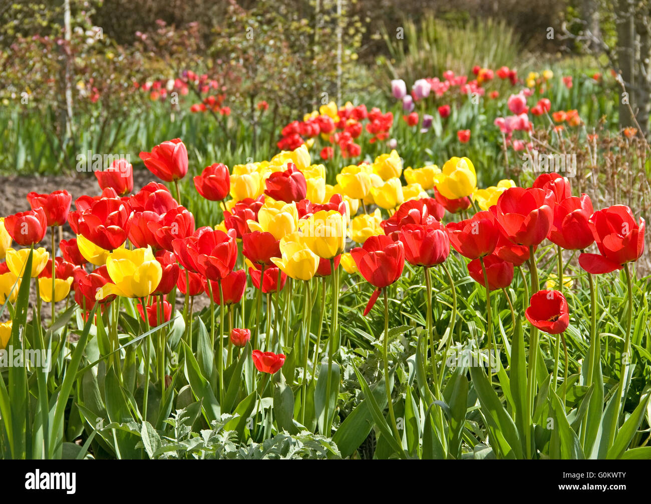 Red and Yellow Tulips in the Spring sunshine Stock Photo - Alamy