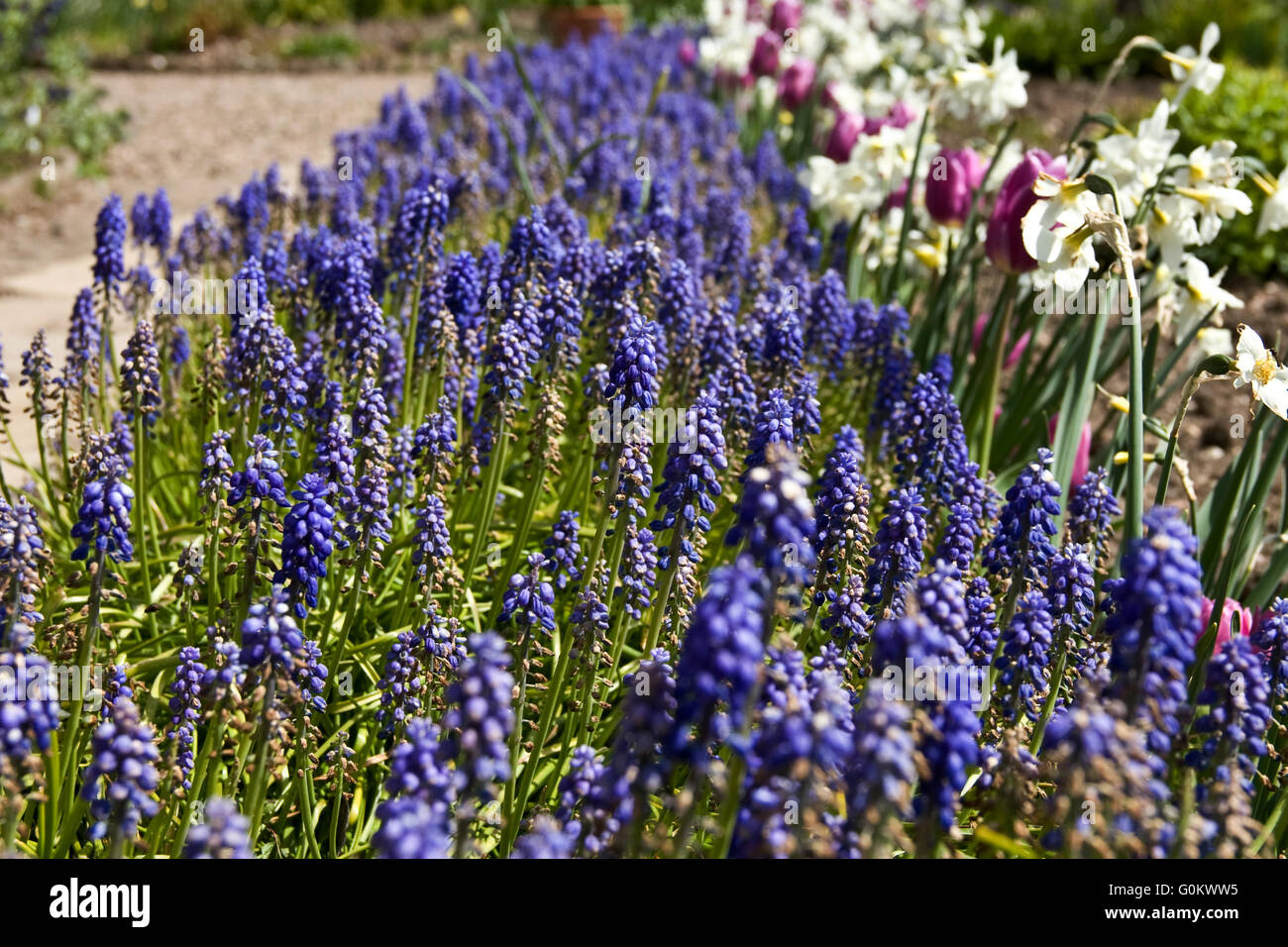 Grape Hyacinth colouring a spring border Stock Photo - Alamy