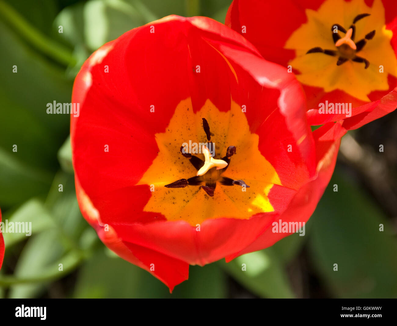 Red Tulip with a heart of fire Stock Photo - Alamy