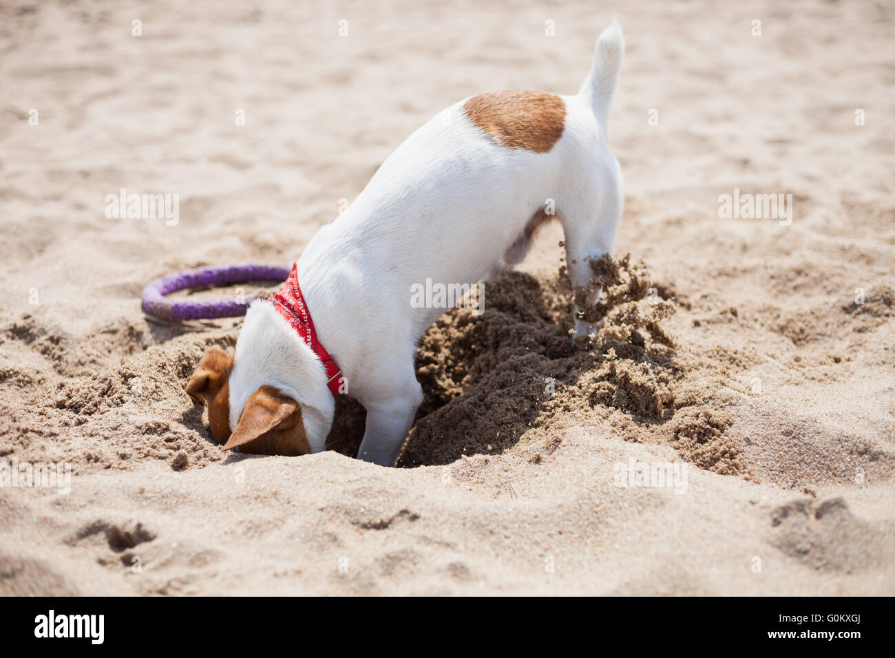 Little Jack Russell puppy playing on the beach digging sand. Cute small ...