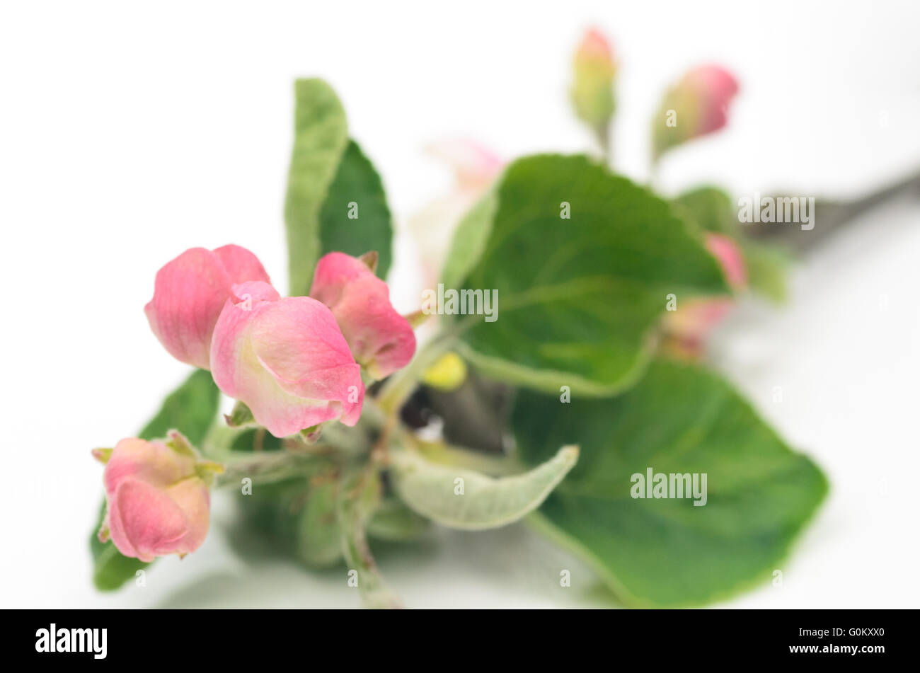closeup to apple tree flower Stock Photo - Alamy