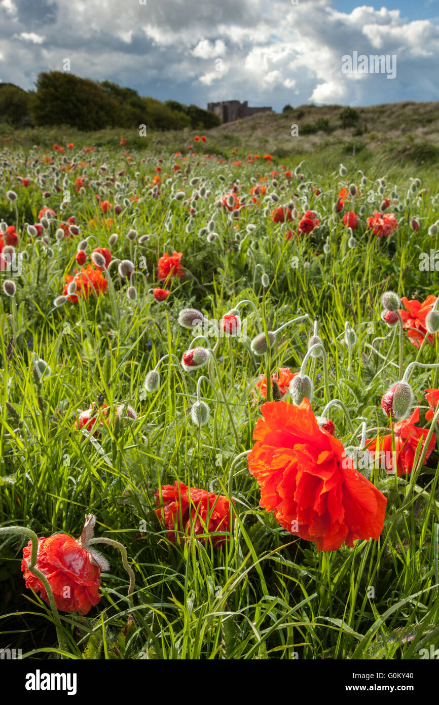 A field of large poppies on the Northumberland coastline with Bamburgh ...