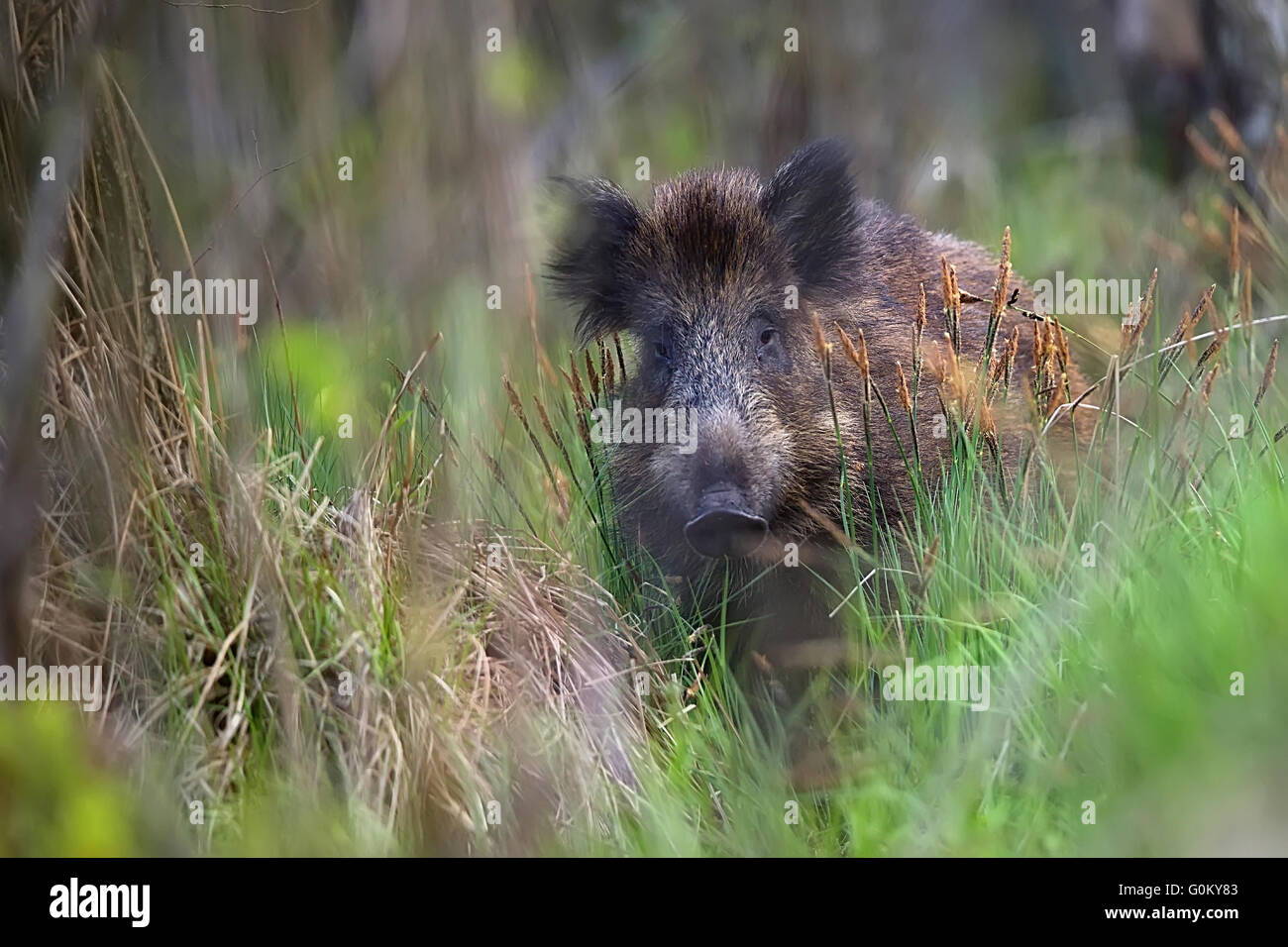Boar in the forest hi-res stock photography and images - Alamy