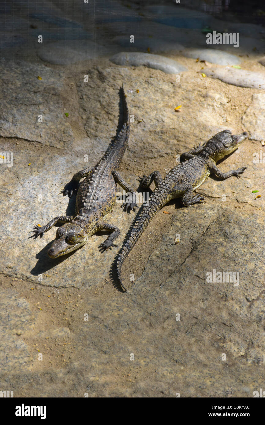 Baby Crocodiles basking in sun, Mexico Stock Photo - Alamy
