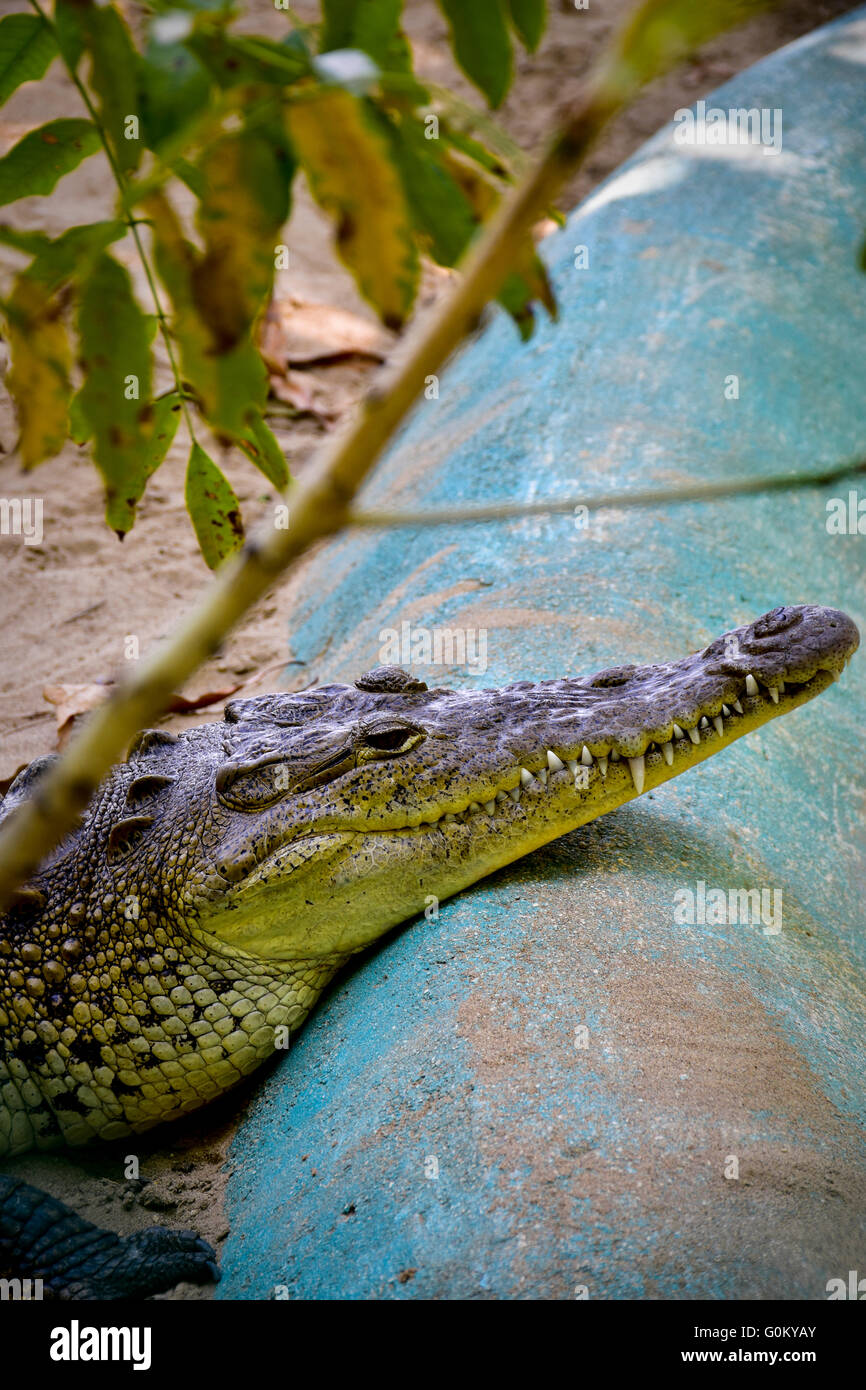 Jamaican Crocodile Attack