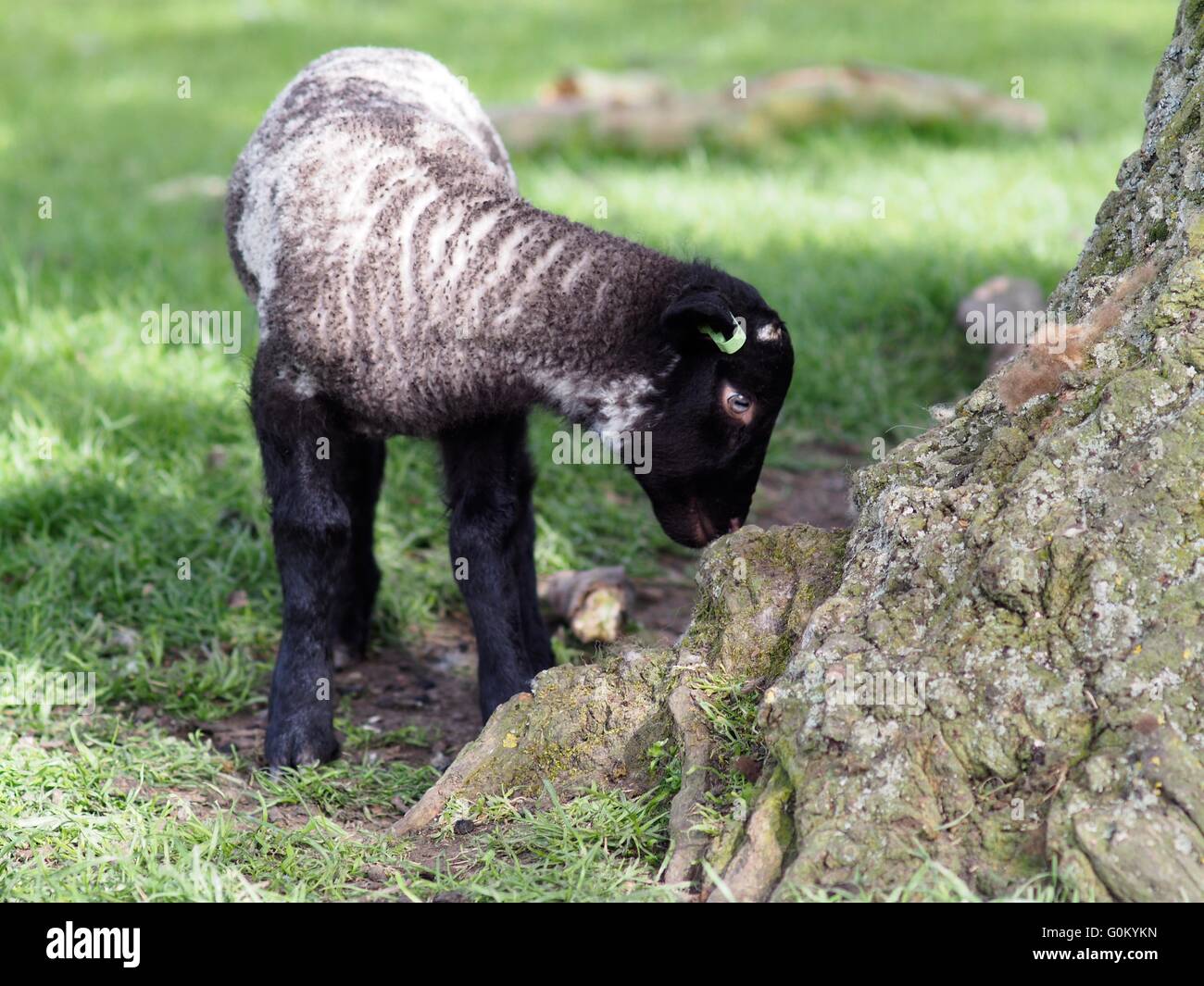 A Spring baby lamb exploring a tree Stock Photo - Alamy