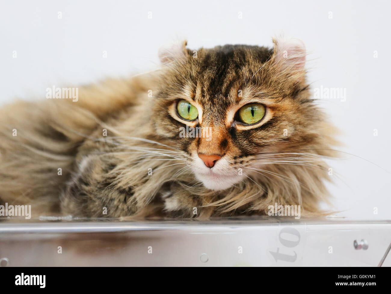 Photo portrait of a beautiful thoroughbred cat Stock Photo - Alamy