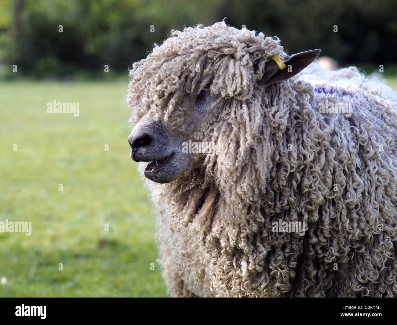 Profile of the head of a Ewe with very curly fleece covering its face ...