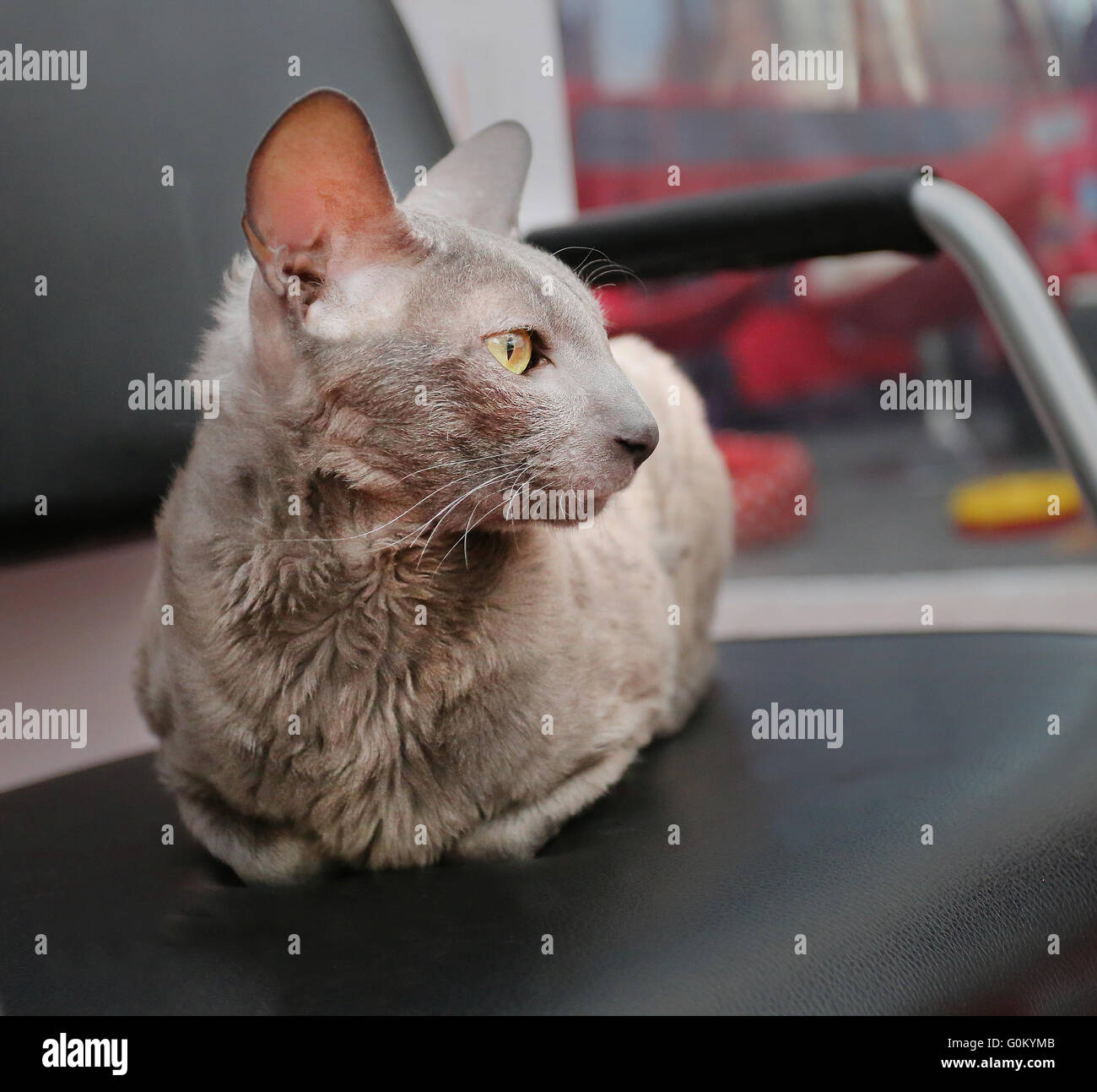 Photo portrait of a beautiful thoroughbred cat Stock Photo - Alamy