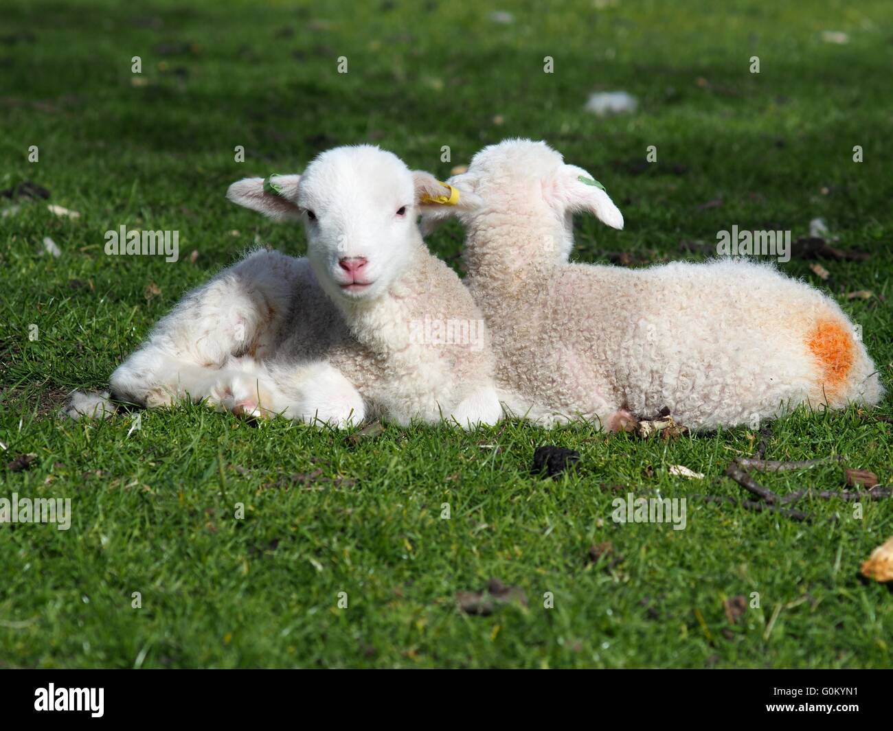 Baby Lambs In Spring