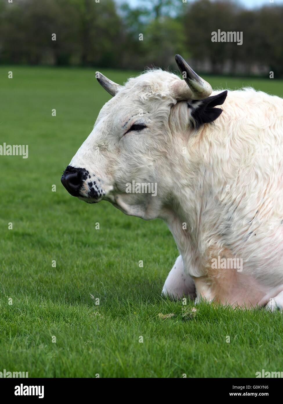 Big bull with horns hi-res stock photography and images - Alamy