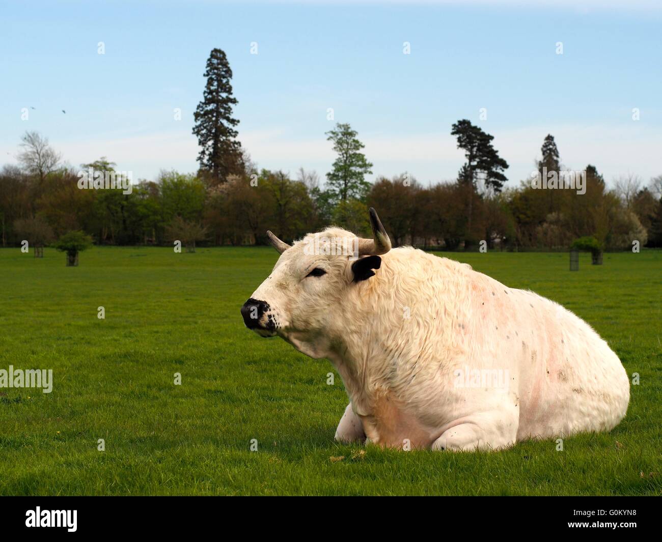 Cow sitting down hi-res stock photography and images - Alamy