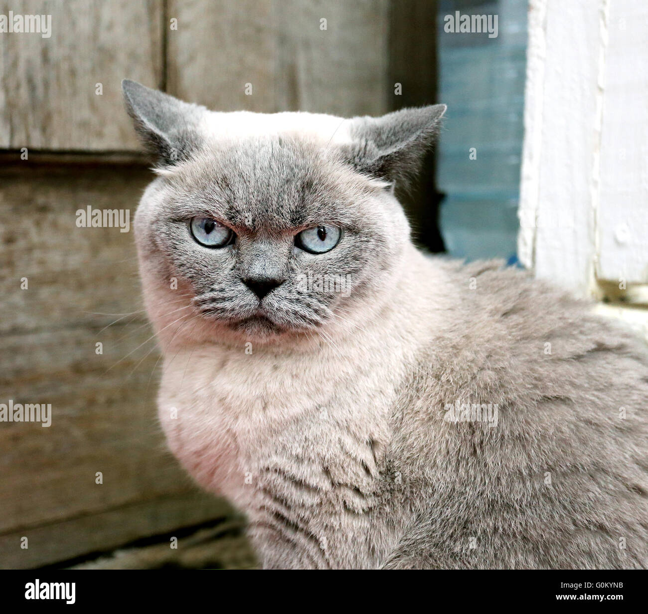 Thoroughbred cat hi-res stock photography and images - Alamy