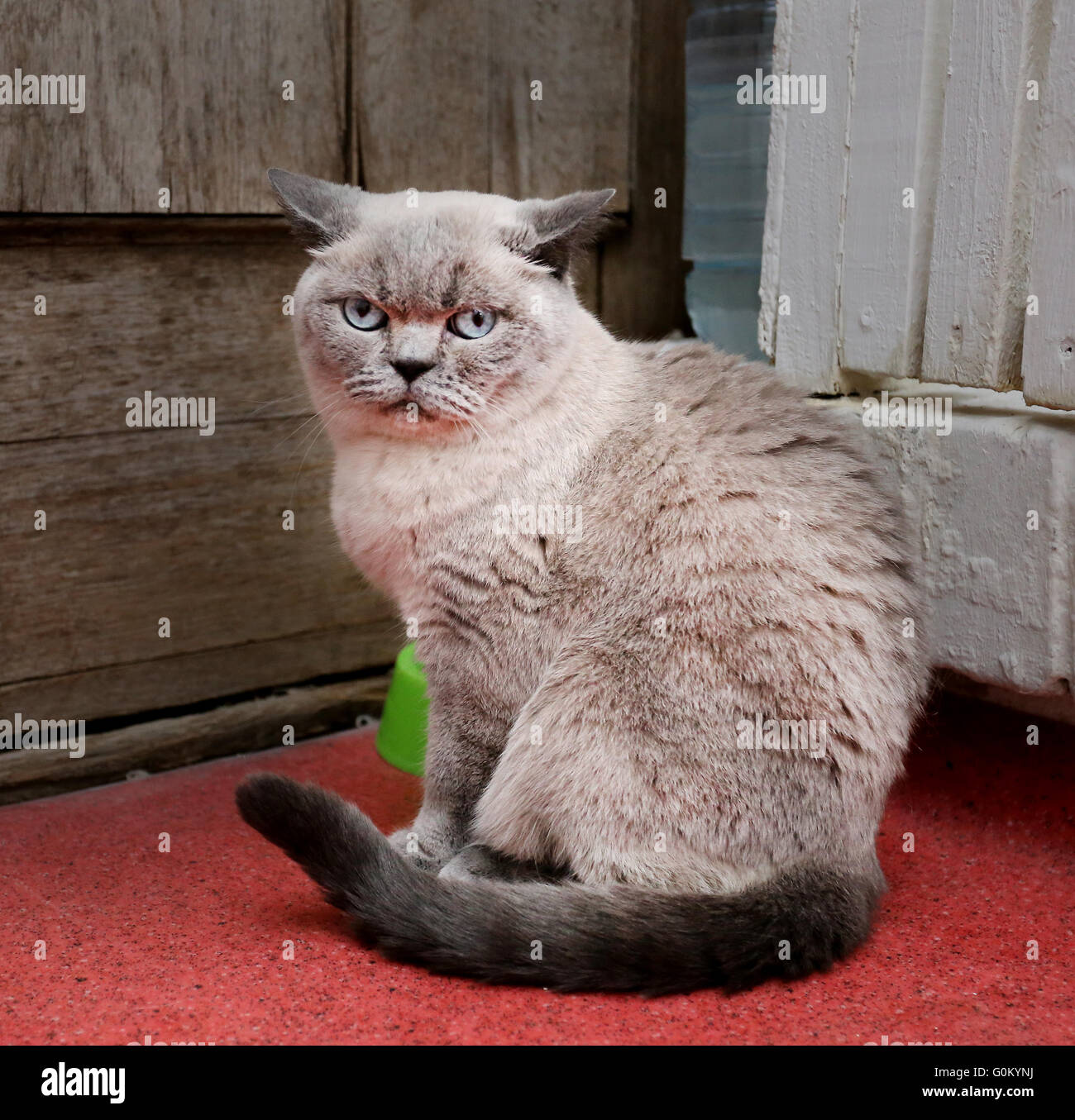 Thoroughbred cat hi-res stock photography and images - Alamy