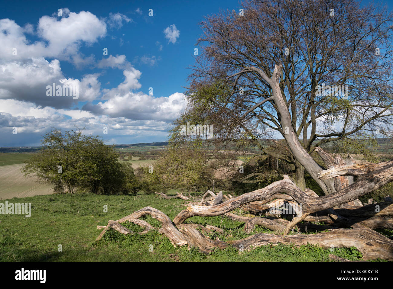 Dead tree in the English spring landscape Stock Photo - Alamy