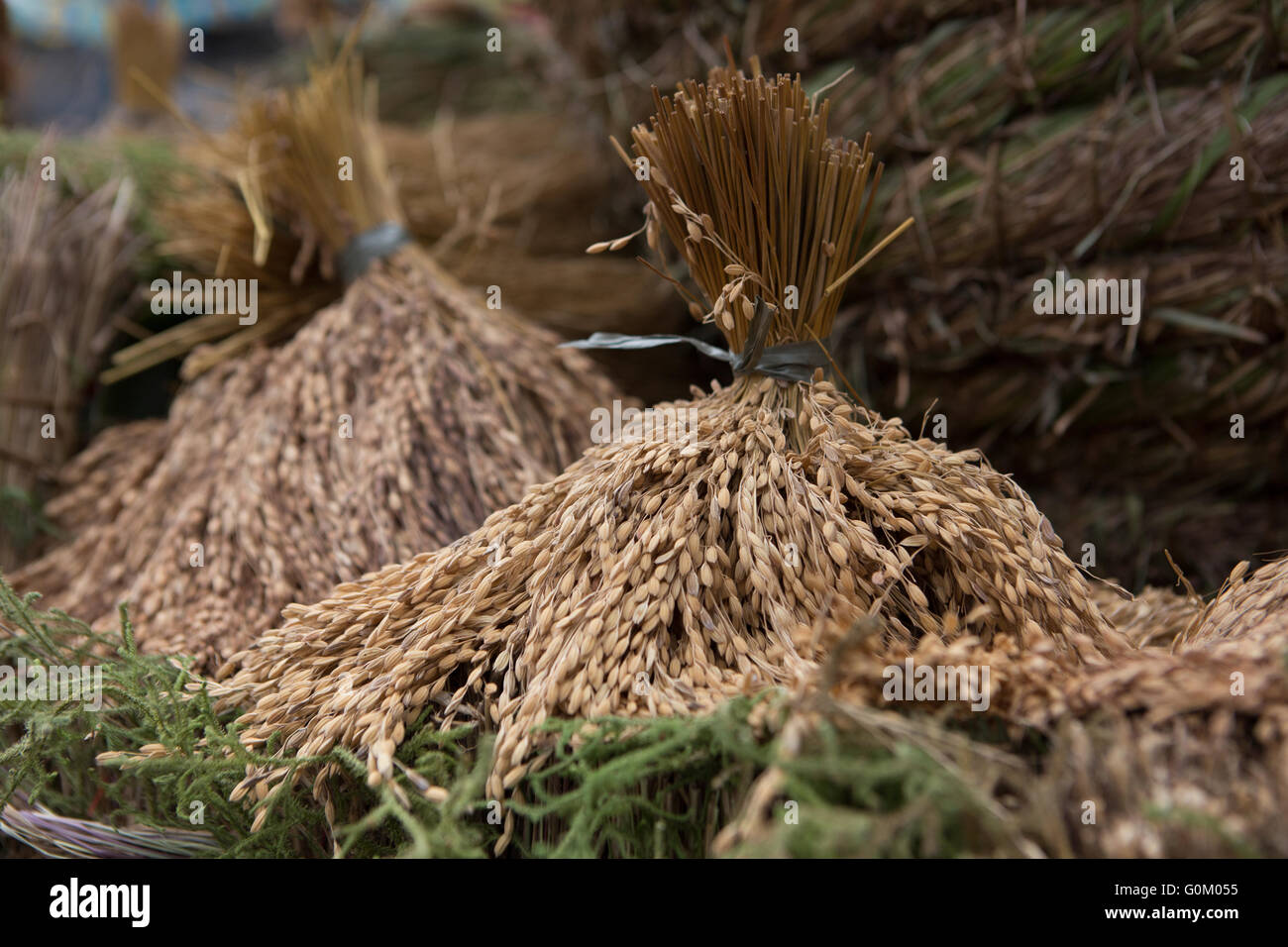 The Ifugao traditional method of drying rice in the Banuae region of ... The Ifugao traditional method of drying rice in the Banuae region of ...
