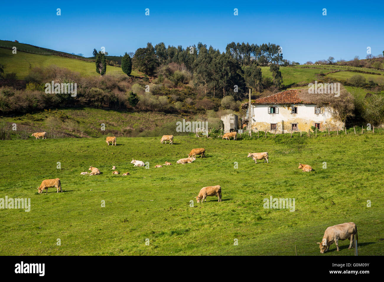 Livestock cows farm. Cantabrian mountains, Cantabria Spain, Europe ...