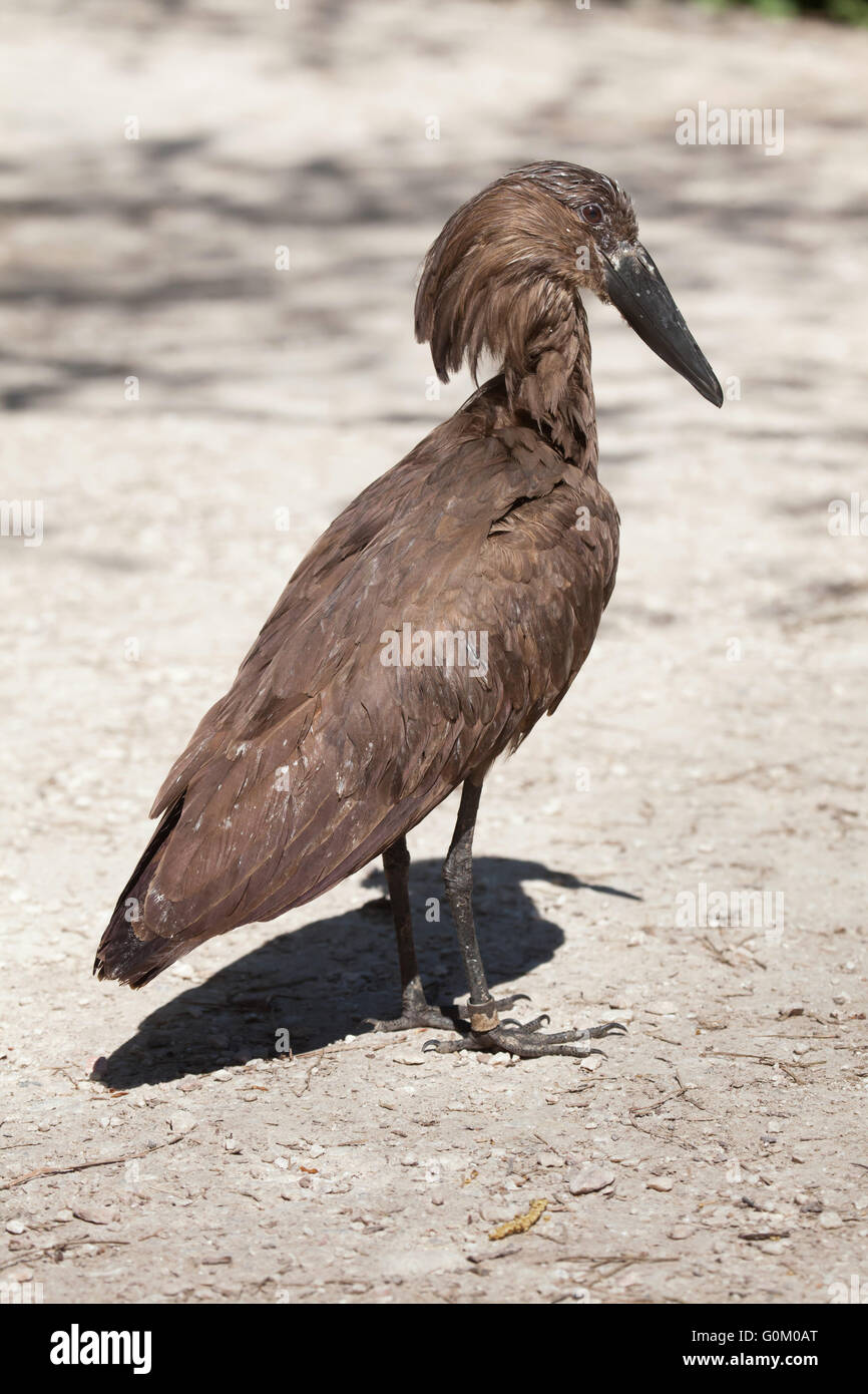 Hamerkop hammerhead scopus umbretta bird hi-res stock photography and ...