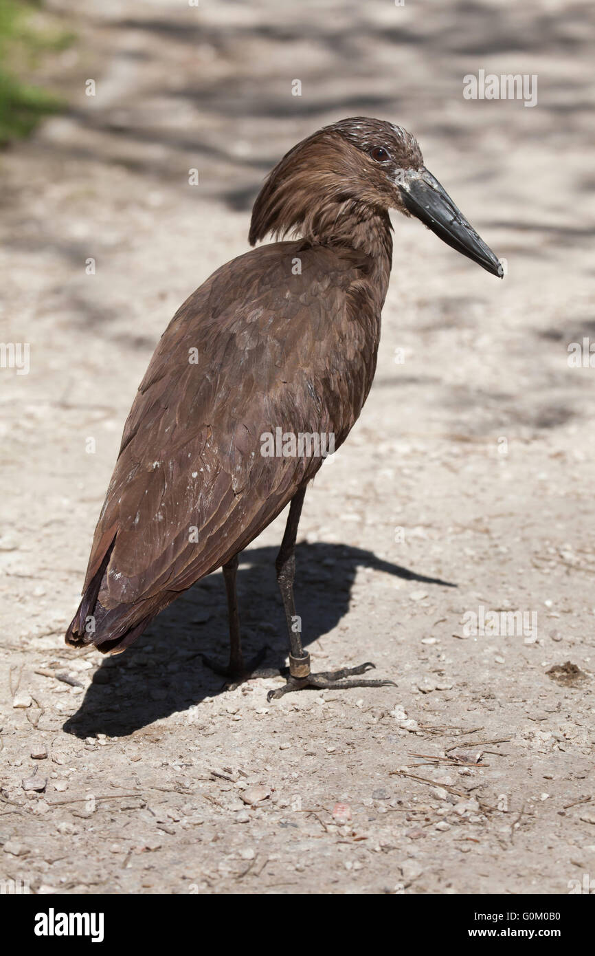 Hamerkop hammerhead scopus umbretta bird hi-res stock photography and ...