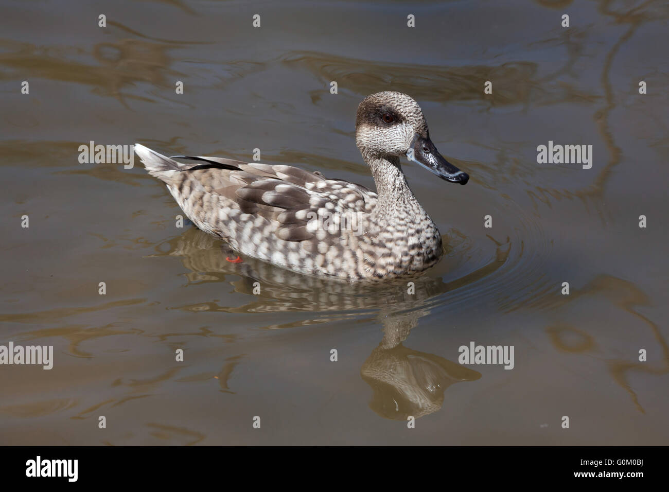 Marbled duck (Marmaronetta angustirostris), also known as the marbled ...