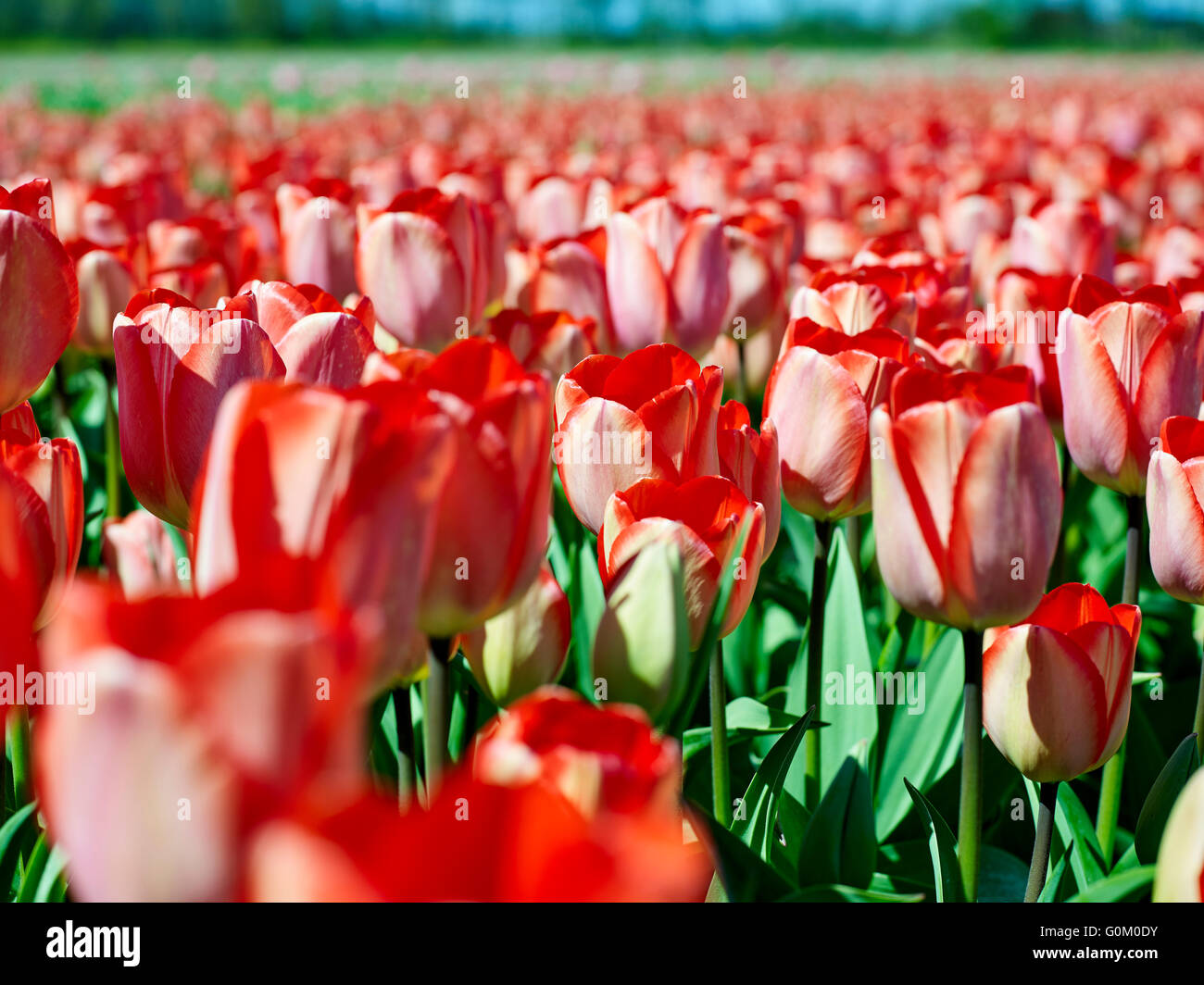Tulips in the Netherlands near Noordwijk Stock Photo - Alamy