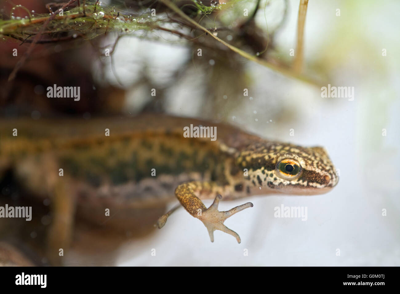 Palmate helveticus hi-res stock photography and images - Alamy