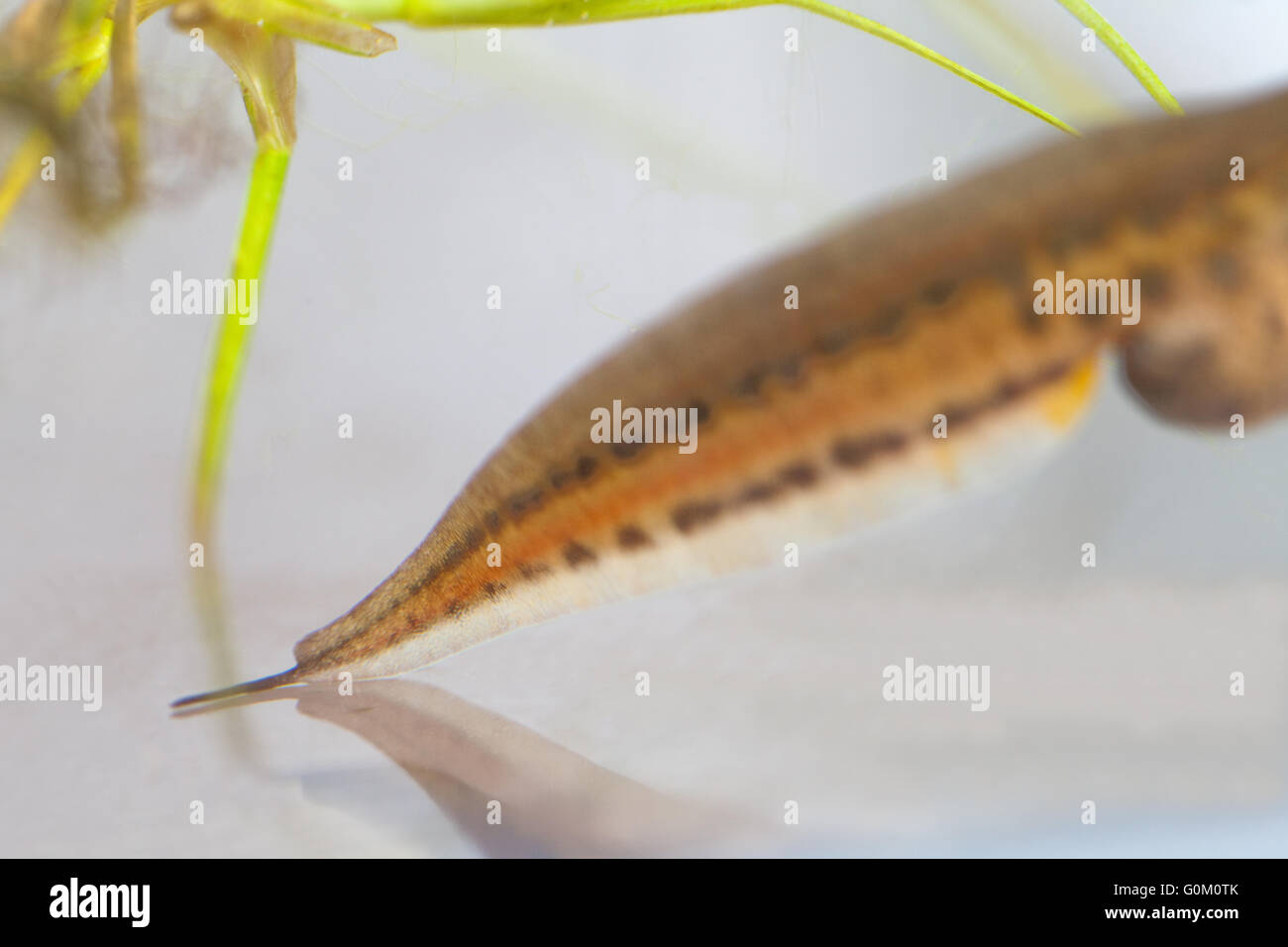 Palmate Newt Lissotriton (Triturus) helveticus. Tail tip filament of an ...