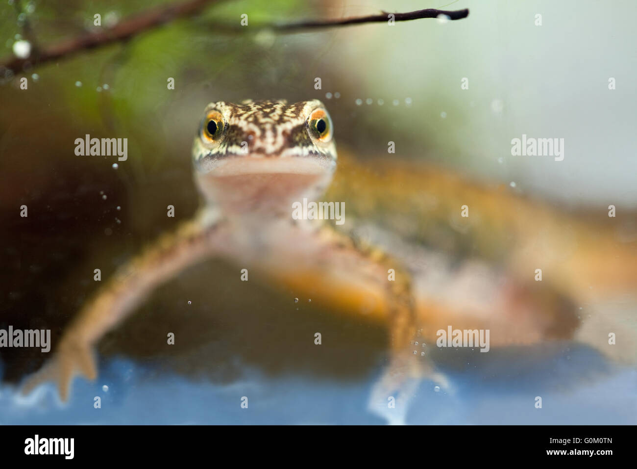 Palmate Newt Lissotriton (Triturus) helveticus. Head markings of an ...