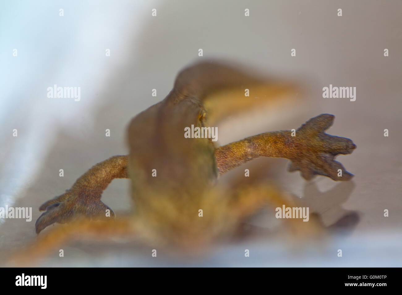 Palmate Newt Lissotriton (Triturus) helveticus. Area of webbed dark ...