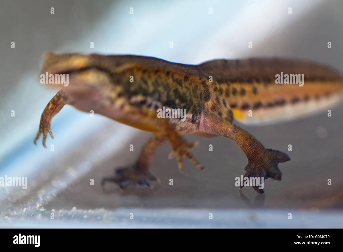 Palmate Newt Lissotriton (Triturus) helveticus. Area of webbed dark ...