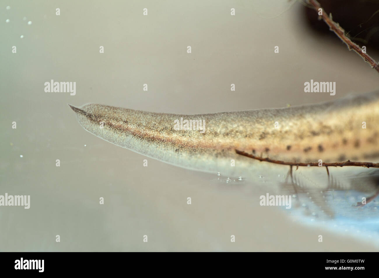 Palmate Newt Lissotriton (Triturus) helveticus. Tail tip filament of an ...
