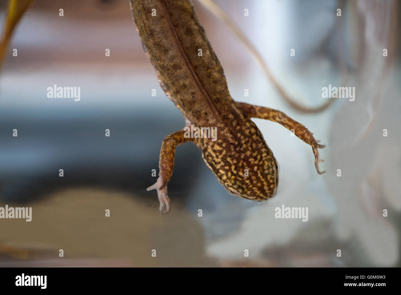 Palmate Newt Lissotriton (Triturus) helveticus. Head markings of an ...