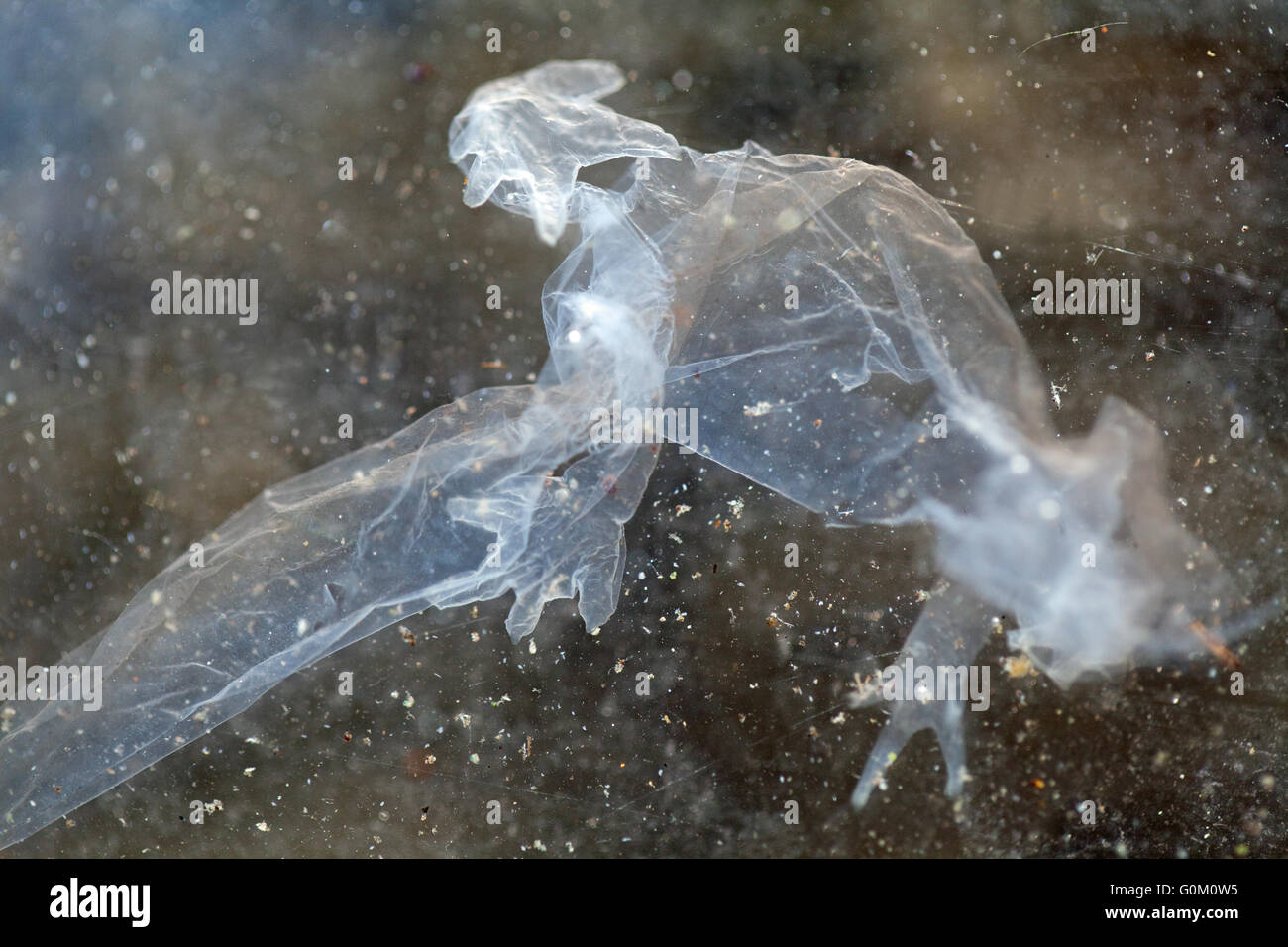 Palmate Newt Lissotriton Triturus helveticus. Shed skin floating in ...