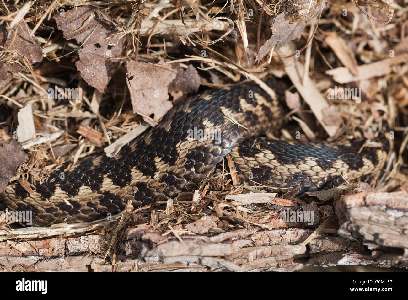 Adder or Northern Viper Vipera berus. Male discovered under a log ...