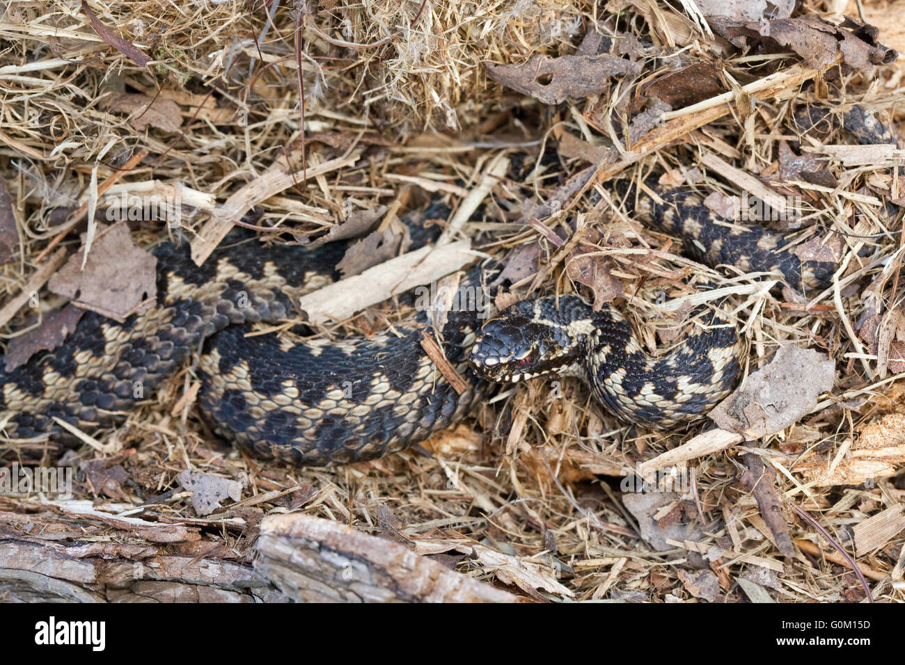 Adder or viper hi-res stock photography and images - Alamy