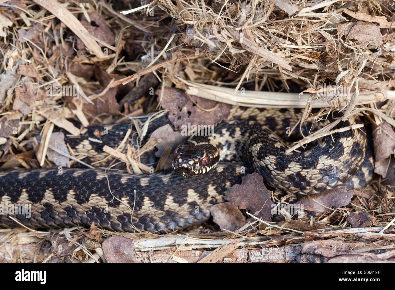 Adder or Northern Viper Vipera berus. Male discovered under a log ...