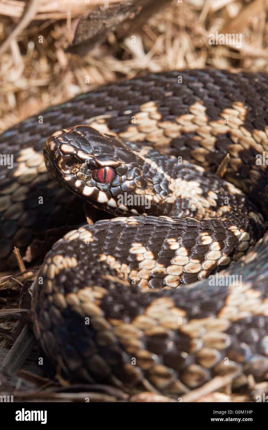 Adder or Northern Viper Vipera berus. Male. Spring emergence from ...