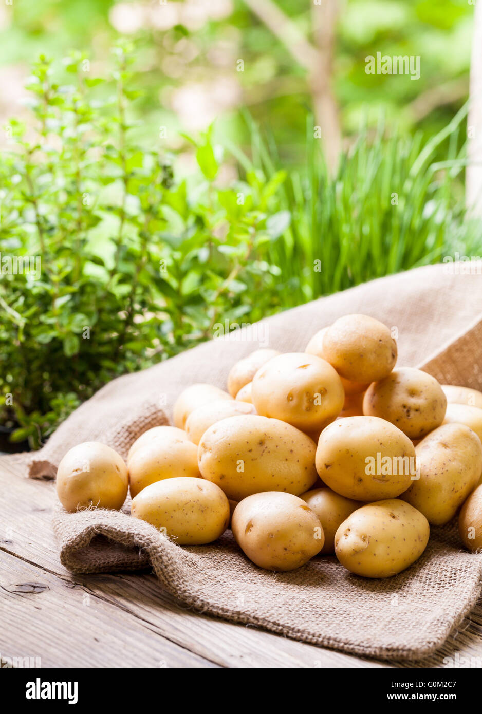 Farm fresh potatoes on a hessian sack Stock Photo - Alamy