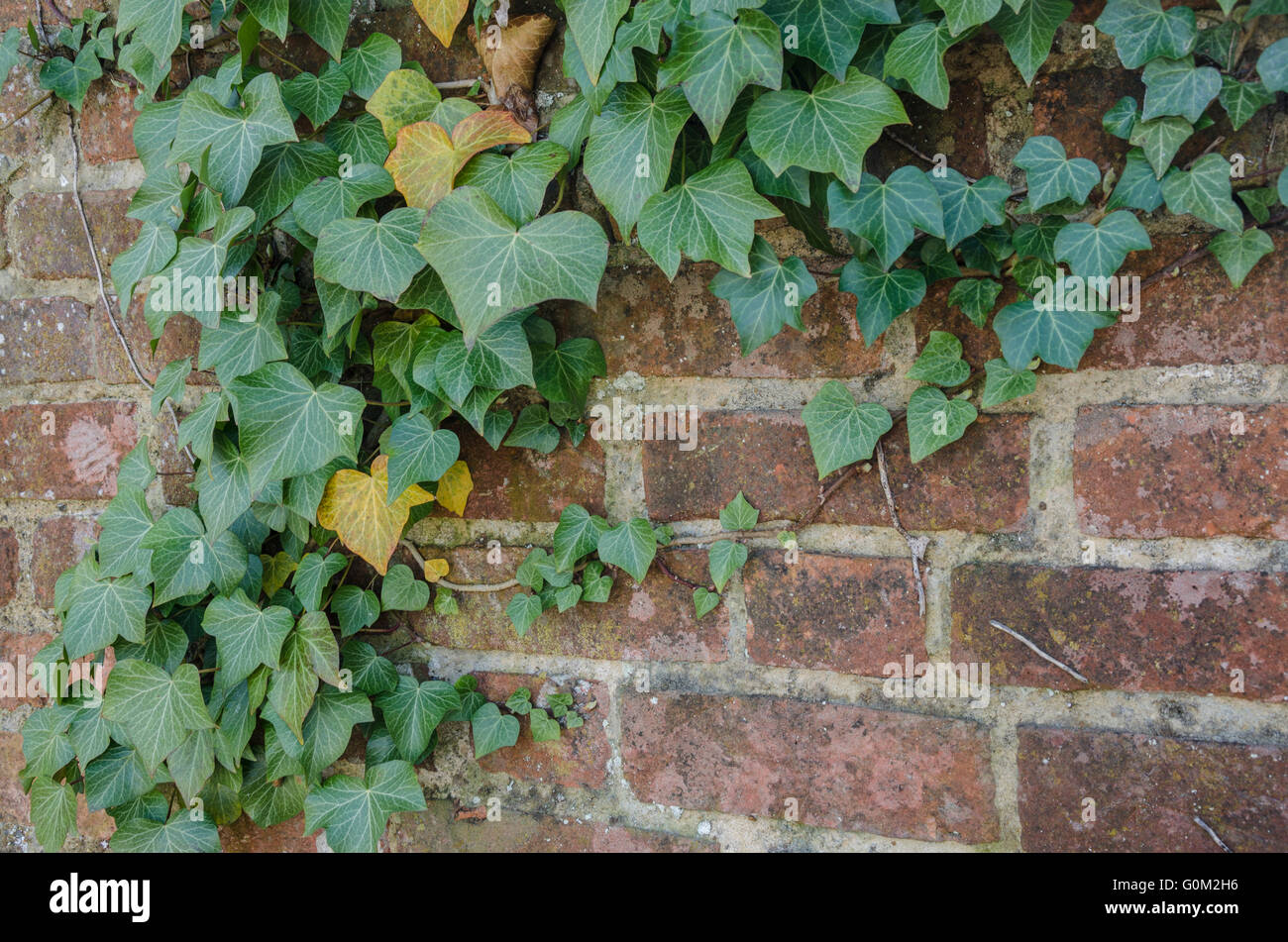 Ivy growing on a brick wall Stock Photo - Alamy