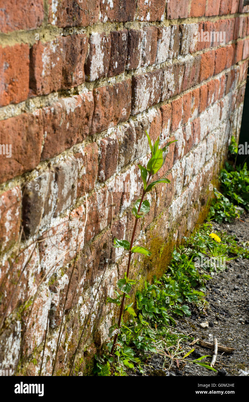 Weeds growing along the bottom of a brick wall Stock Photo - Alamy