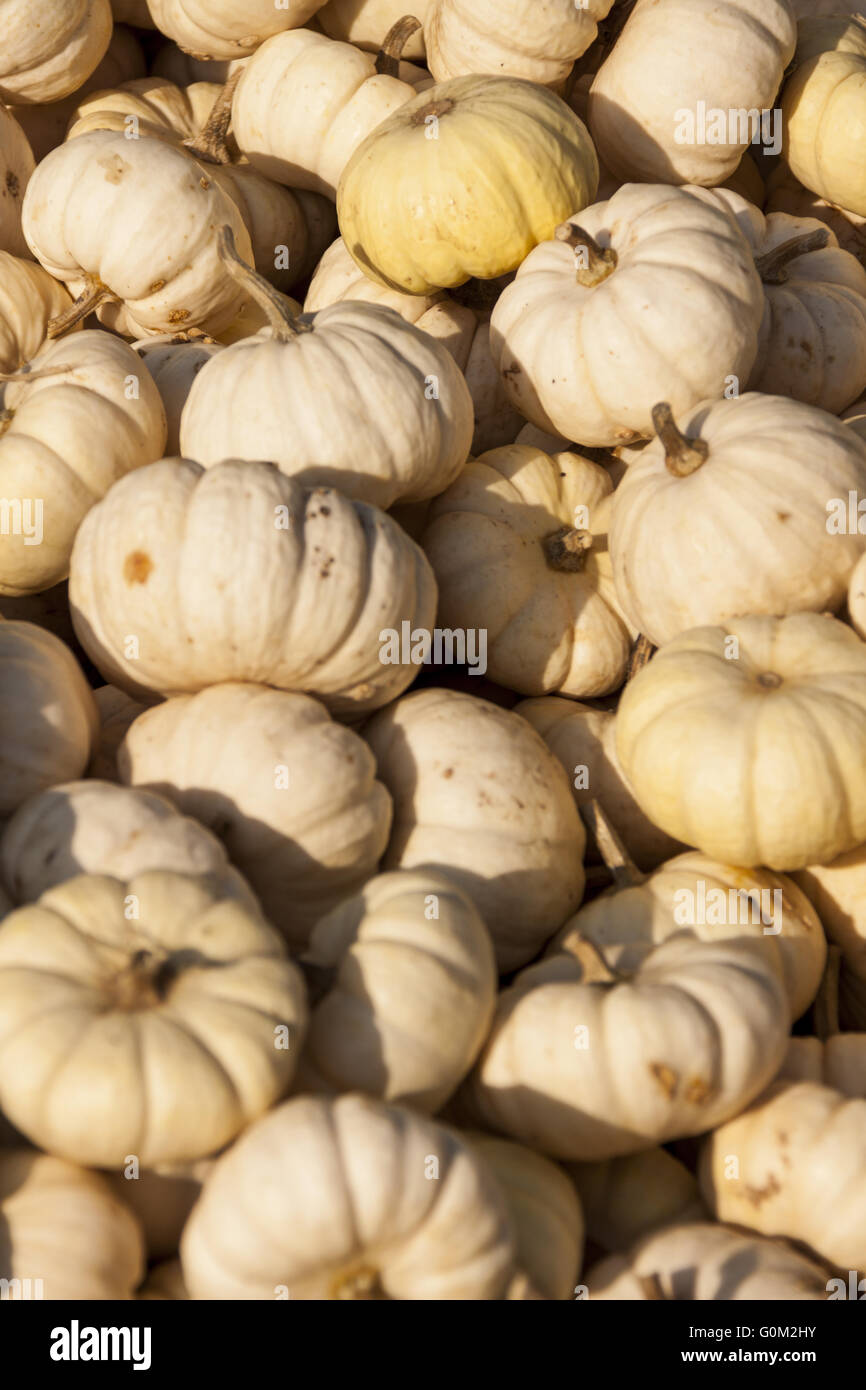 Baby Boo White Mandarin cucurbita pumpkin pumpkins from autumn harvest ...