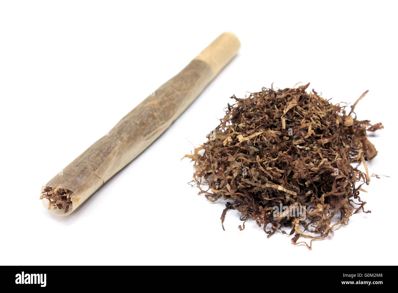 The rice paper plant Cut Out Stock Images & Pictures - Alamy