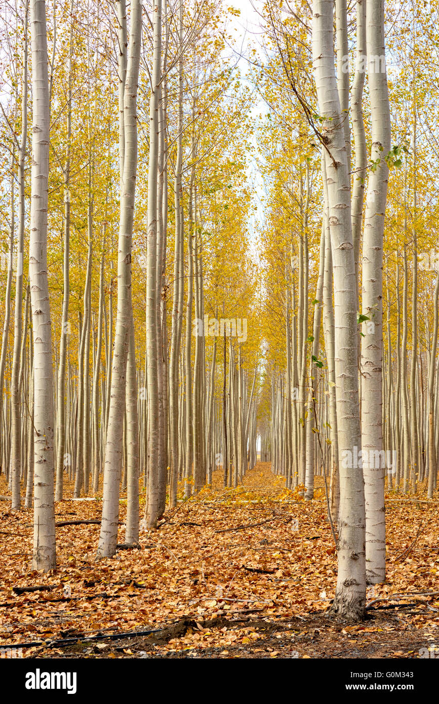 Poplar tree farm hi-res stock photography and images - Alamy