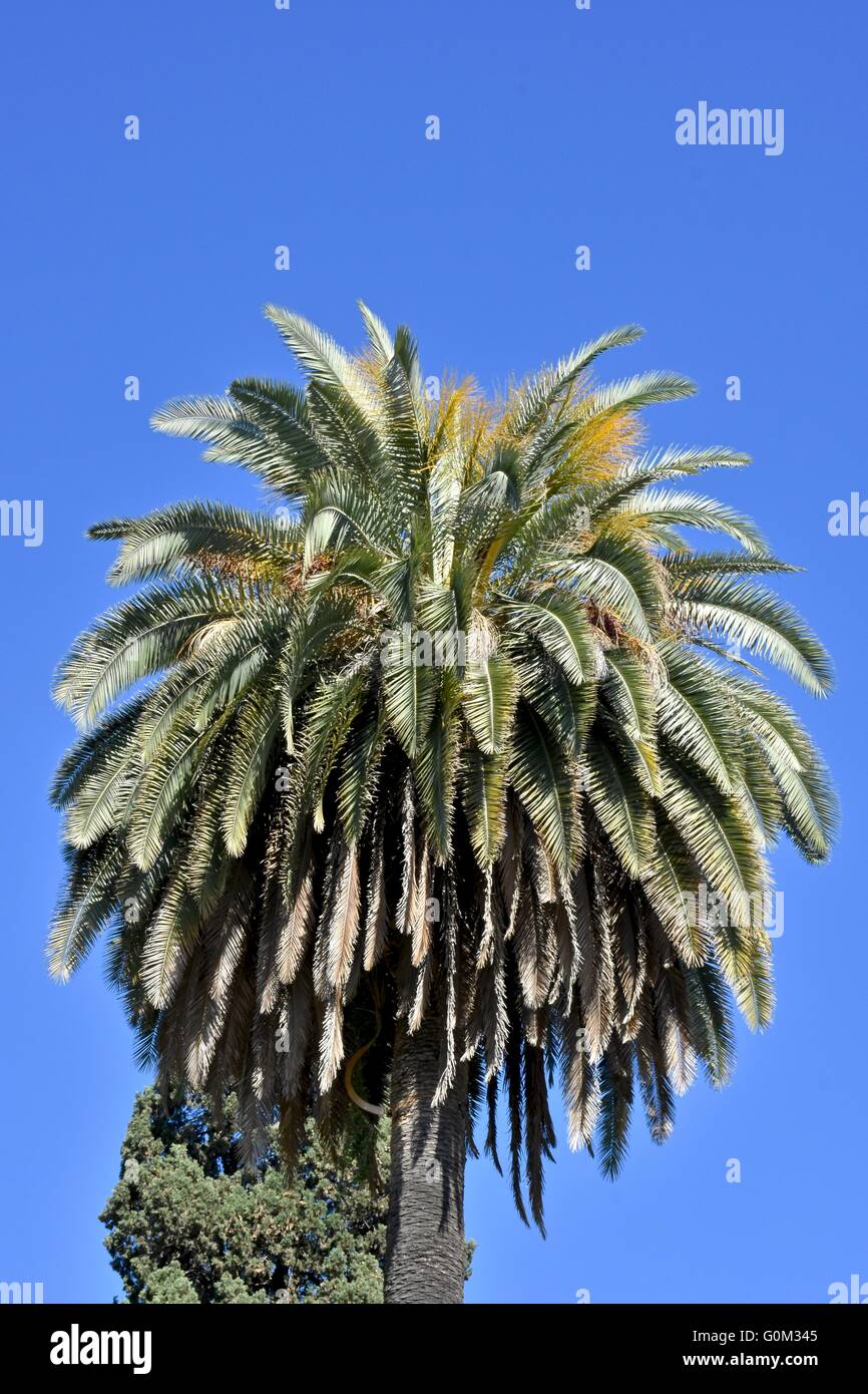 Beautiful Palm tree in Italy Stock Photo - Alamy
