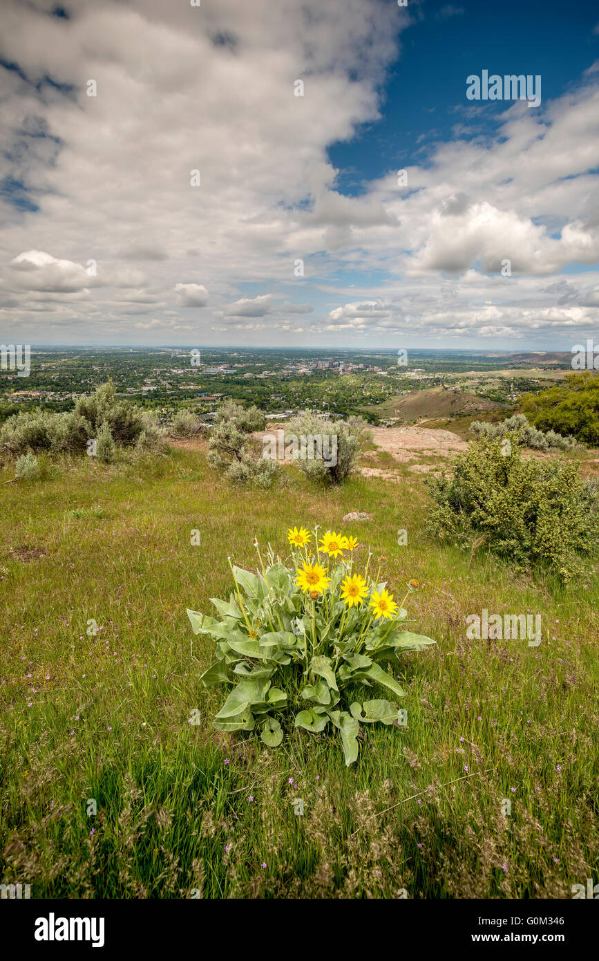 Spring flowers and the city of Boise Idaho from Table Rock Stock Photo ...